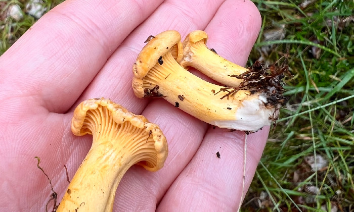 Om svamp för nybörjare | Intressanta fakta och svampboktips
